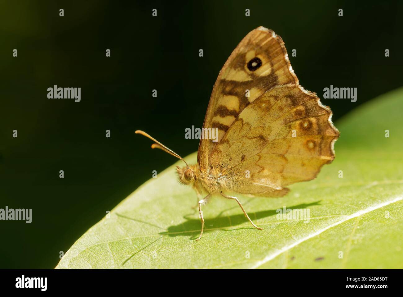 Wood butterfly hi-res stock photography and images - Alamy