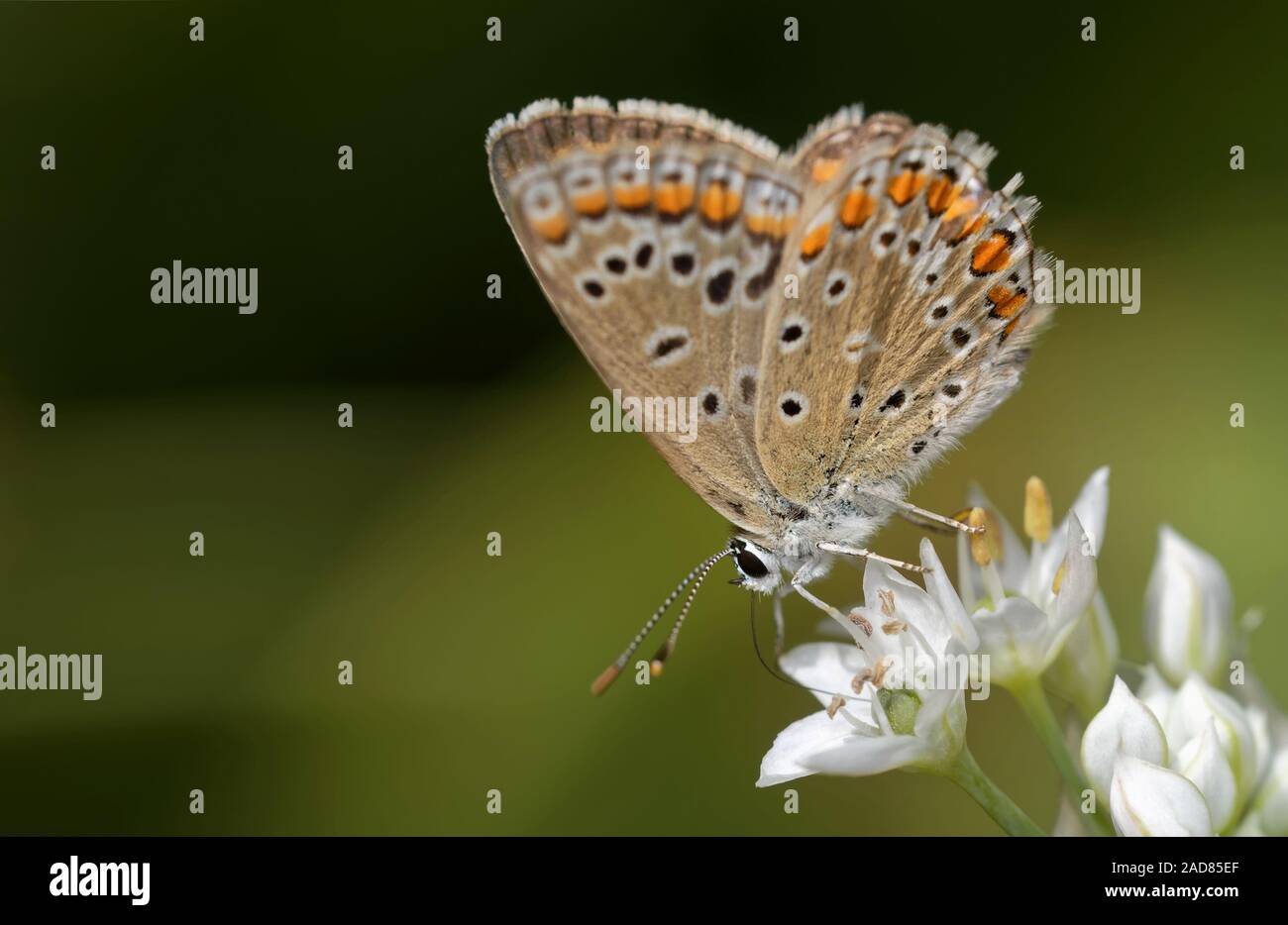 common blue butterfly Stock Photo - Alamy