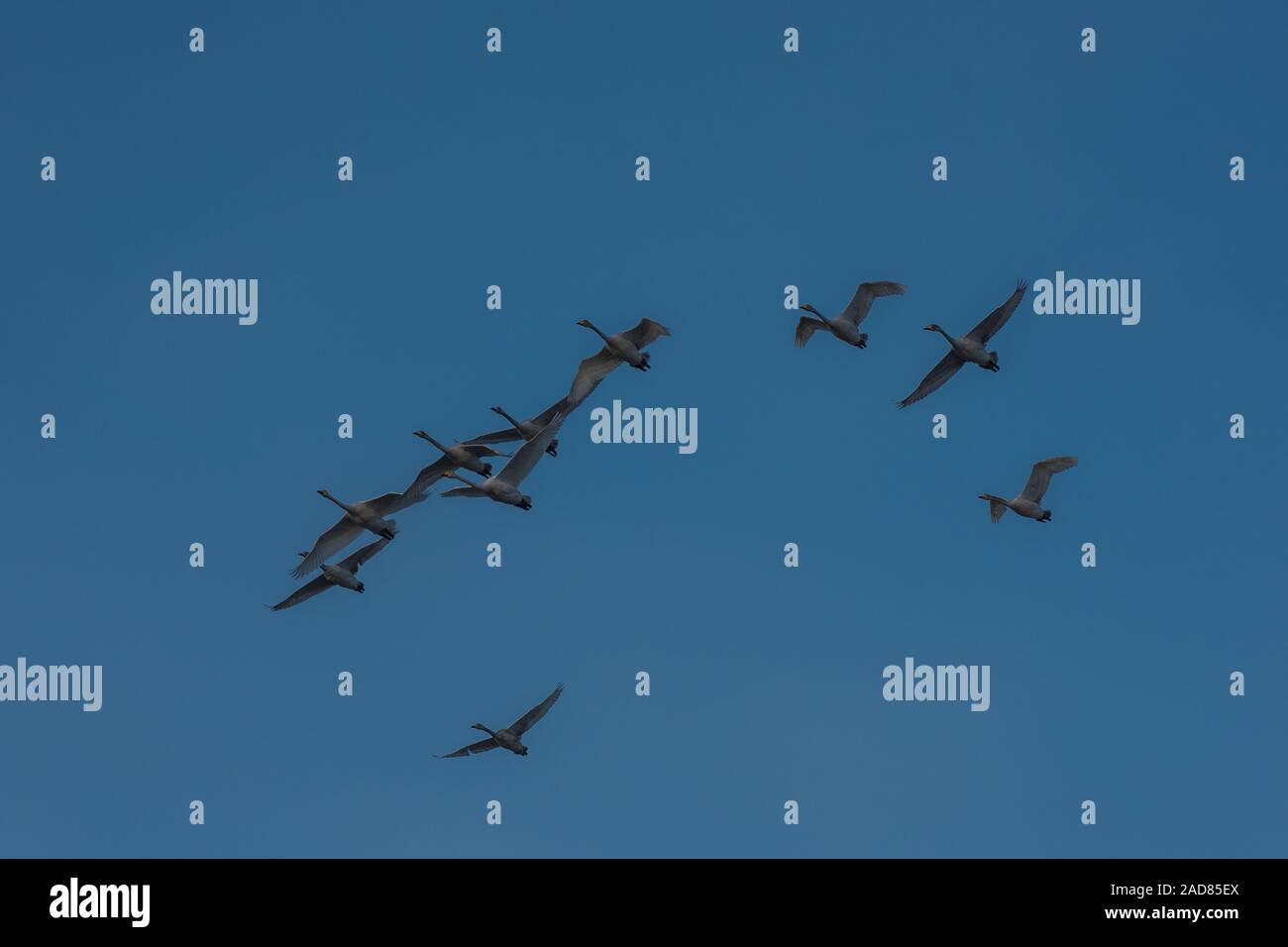 Whooping hi-res stock photography and images - Alamy