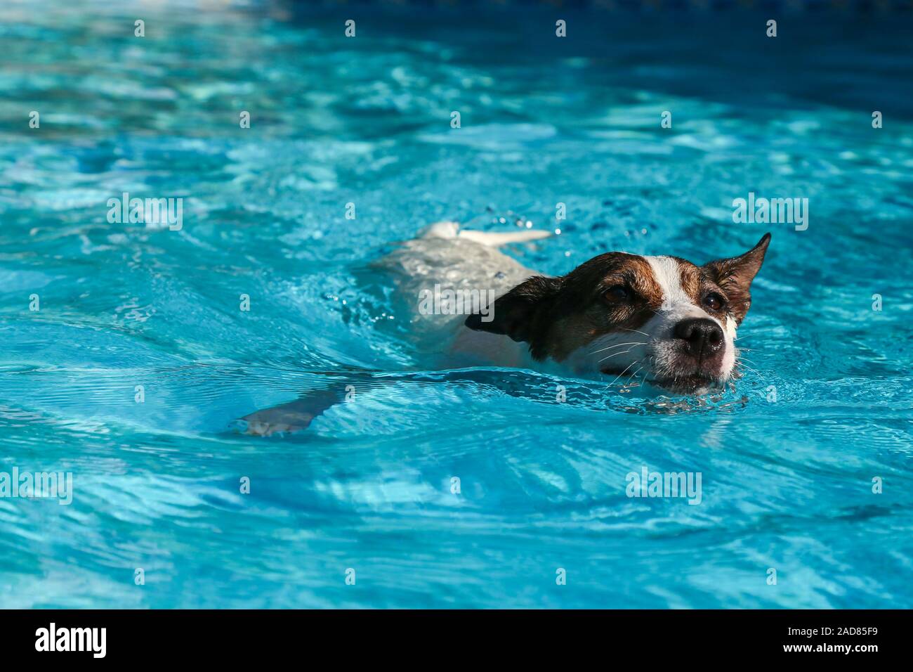 Dogs Swimming Photography