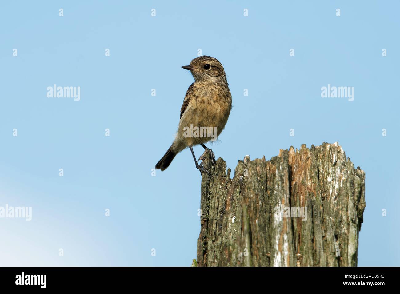 Young stonechat hi-res stock photography and images - Alamy
