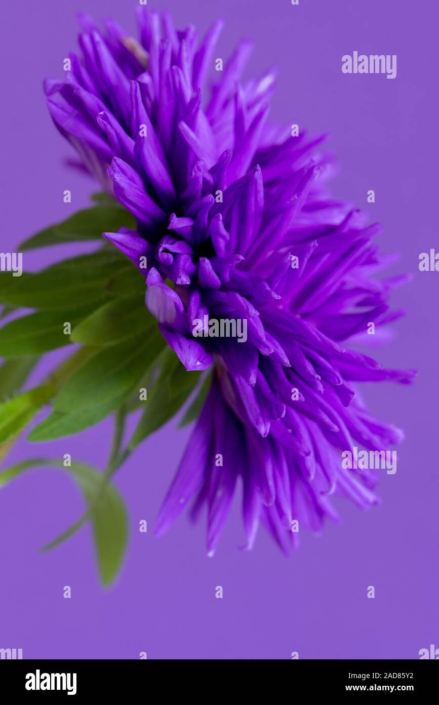 Aster field hi-res stock photography and images - Alamy