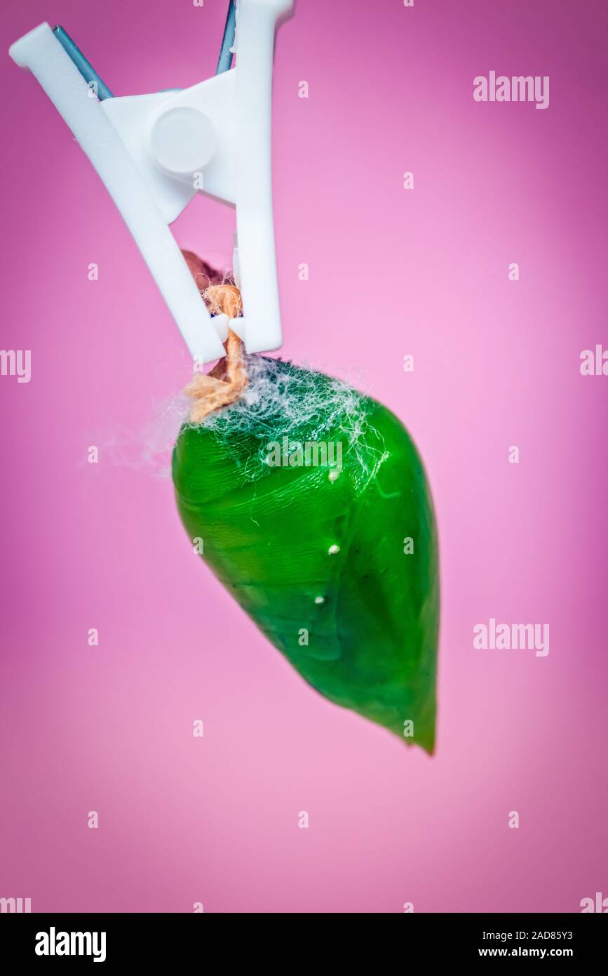 Pupa shell hi-res stock photography and images - Alamy