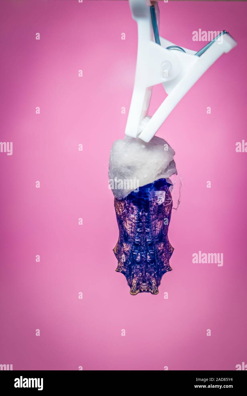 Pupa shell hi-res stock photography and images - Alamy