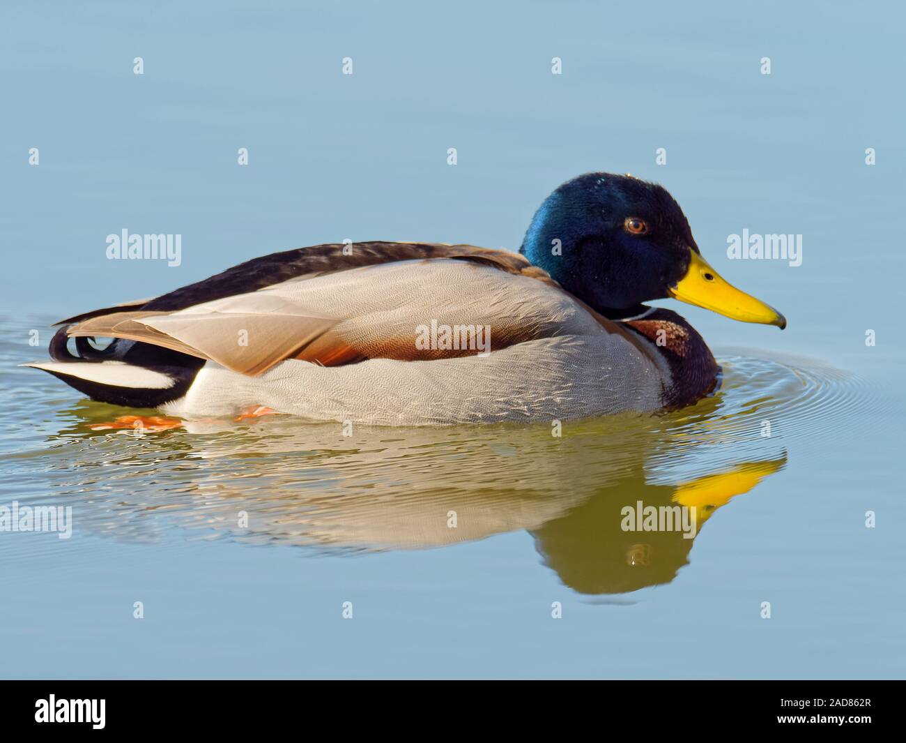 breeding male mallard Stock Photo - Alamy