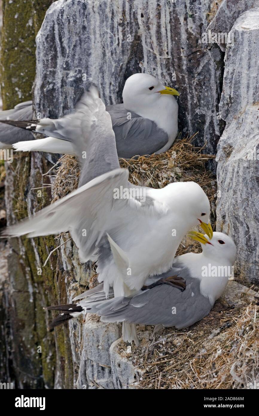 KITTIWAKE (Rissa tridactyla). Pair mating or copulating, on the nest ...