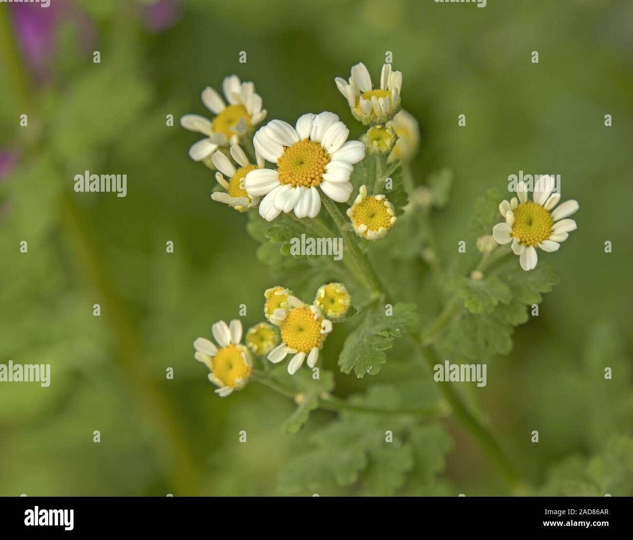 Feverfew 'Tanacetum parthenium' Stock Photo - Alamy