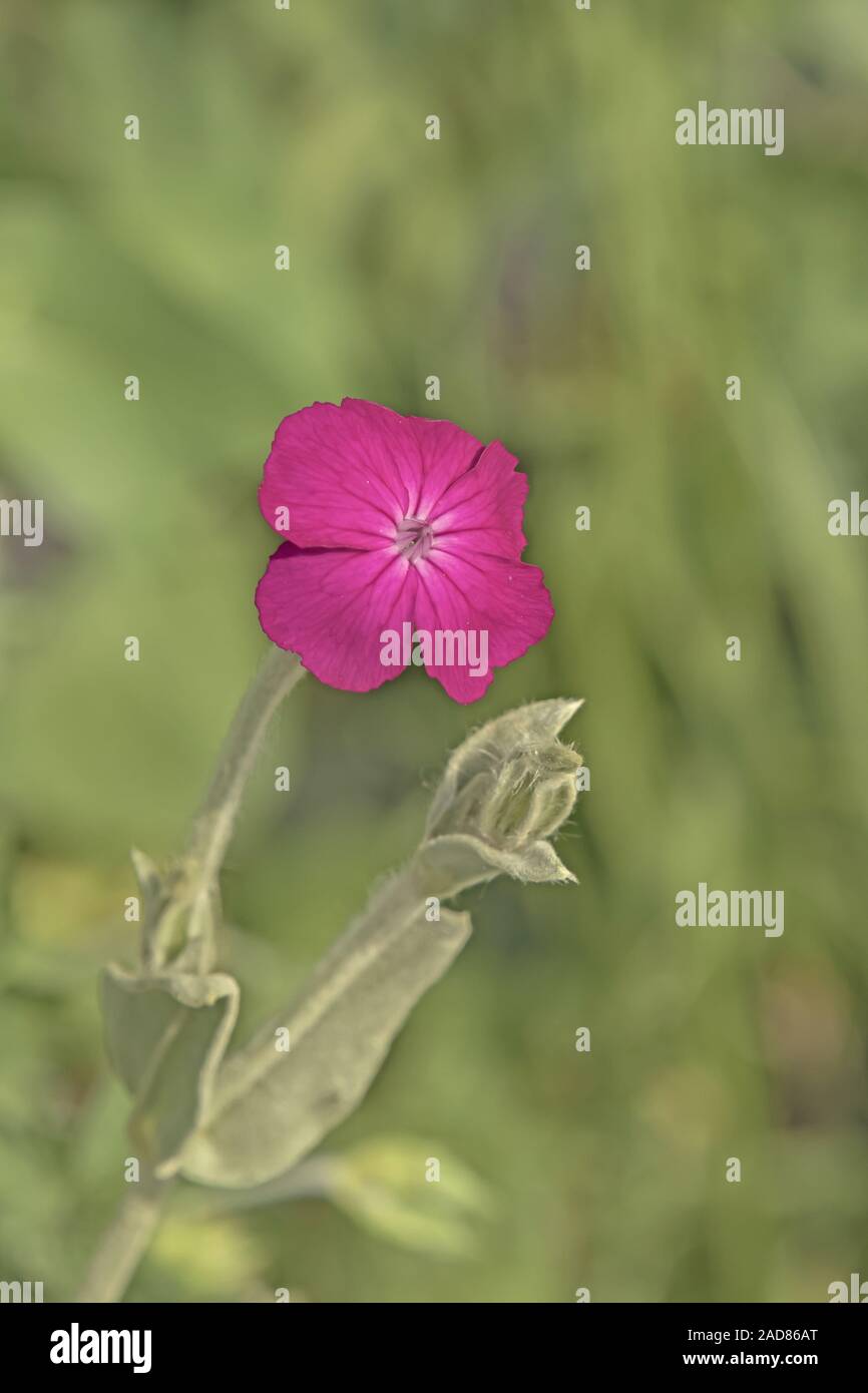 Mullein-Pink 'Lychnis coronaria' Stock Photo - Alamy