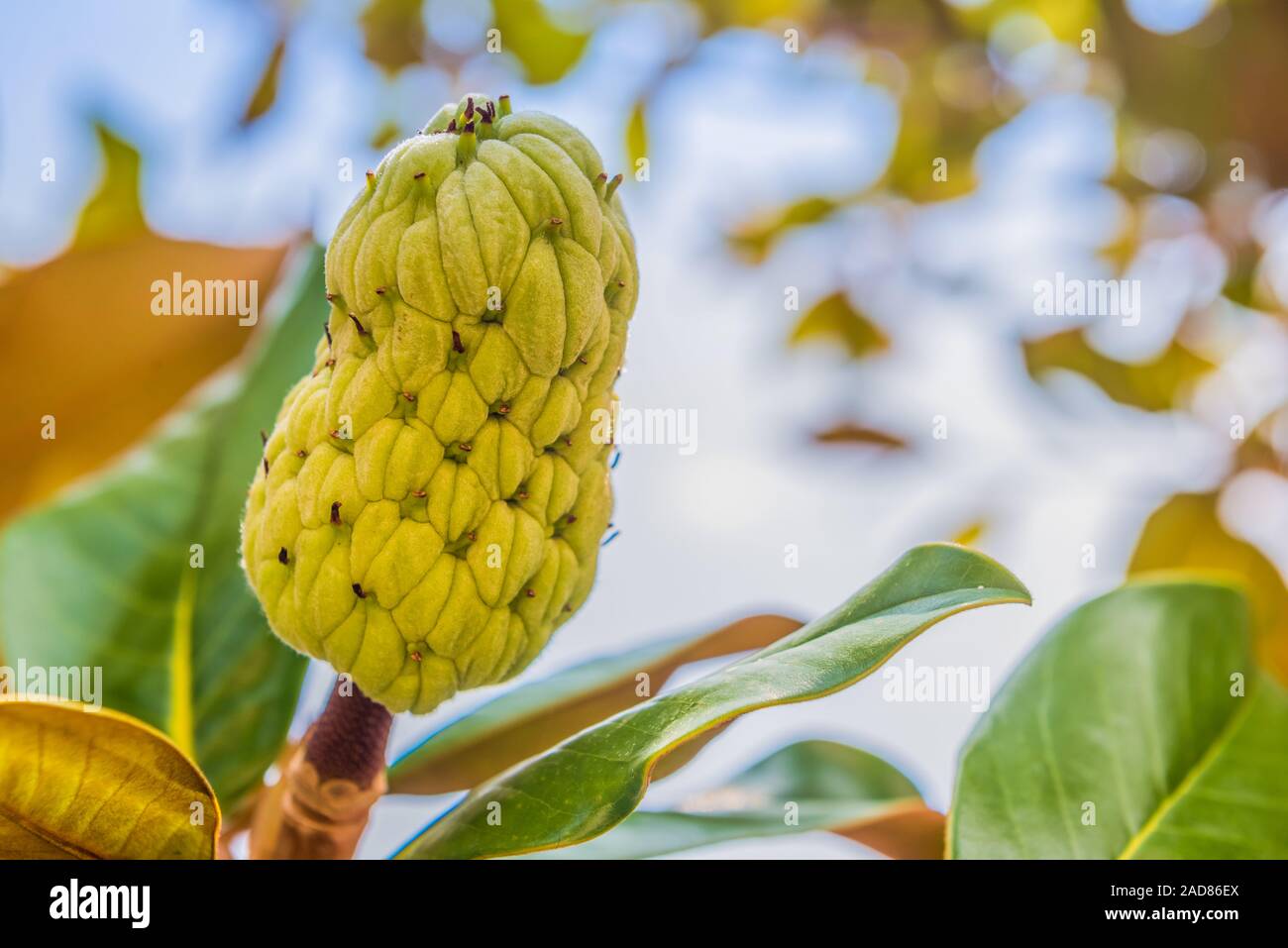 Custard apple tree hi-res stock photography and images - Alamy