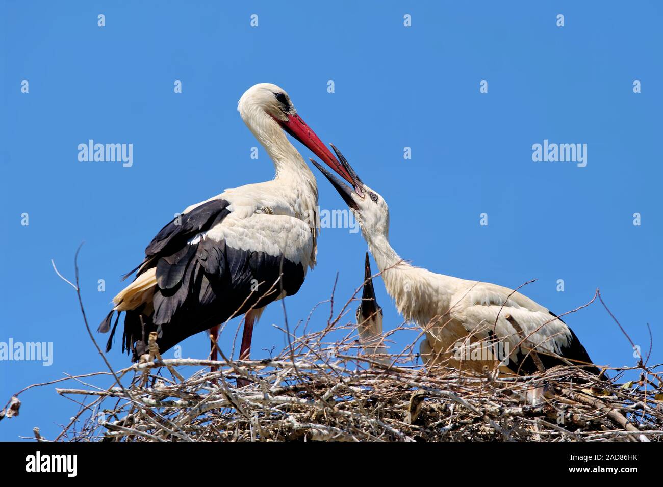 White stork feeding chicks hi-res stock photography and images - Alamy