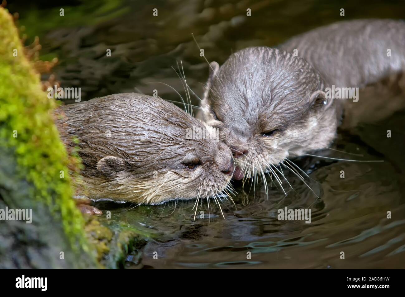 Asian small-clawed otter Stock Photo - Alamy