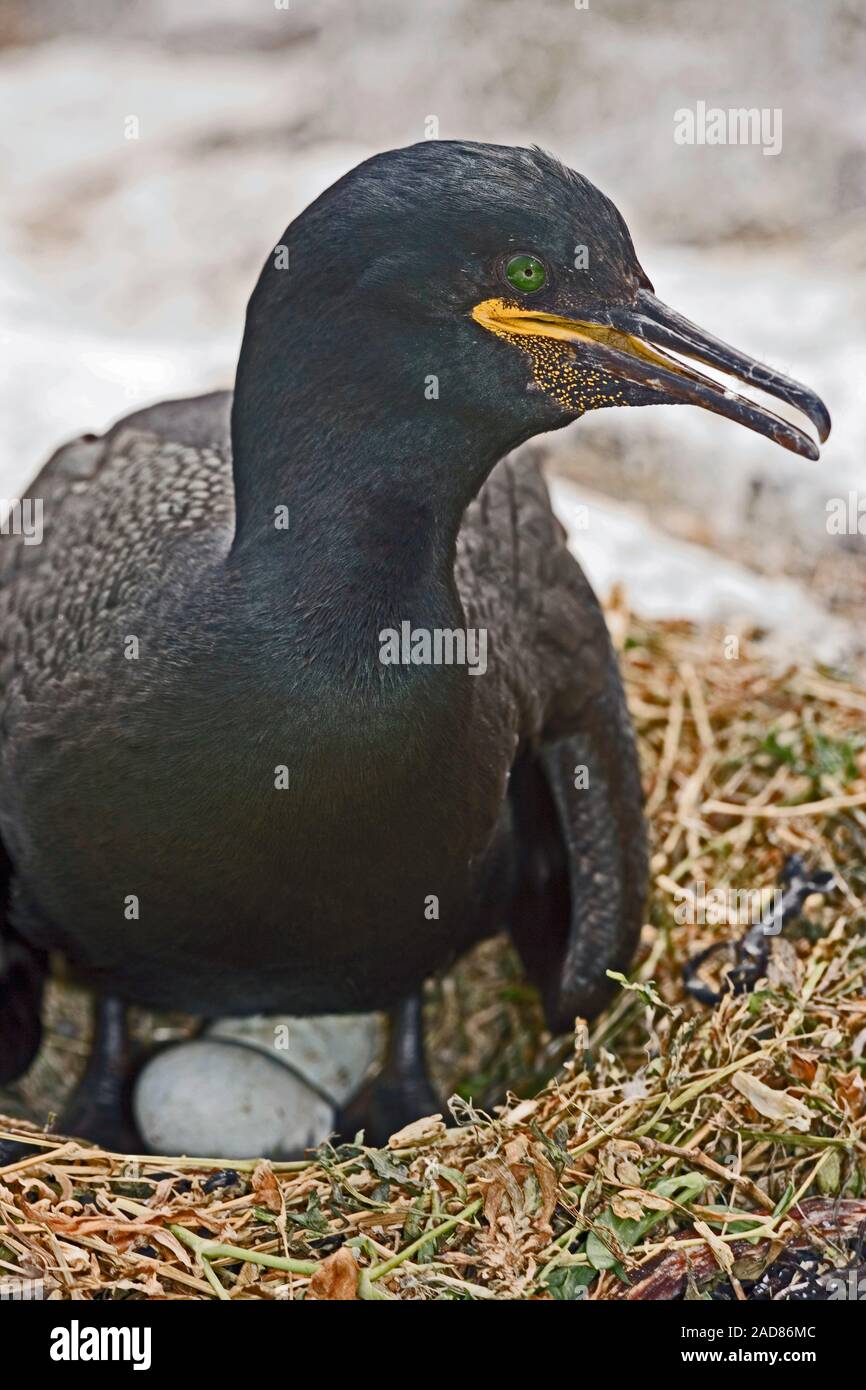 SHAG ( Phalacrocorax aristotelis). About to cover her eggs in the nest ...