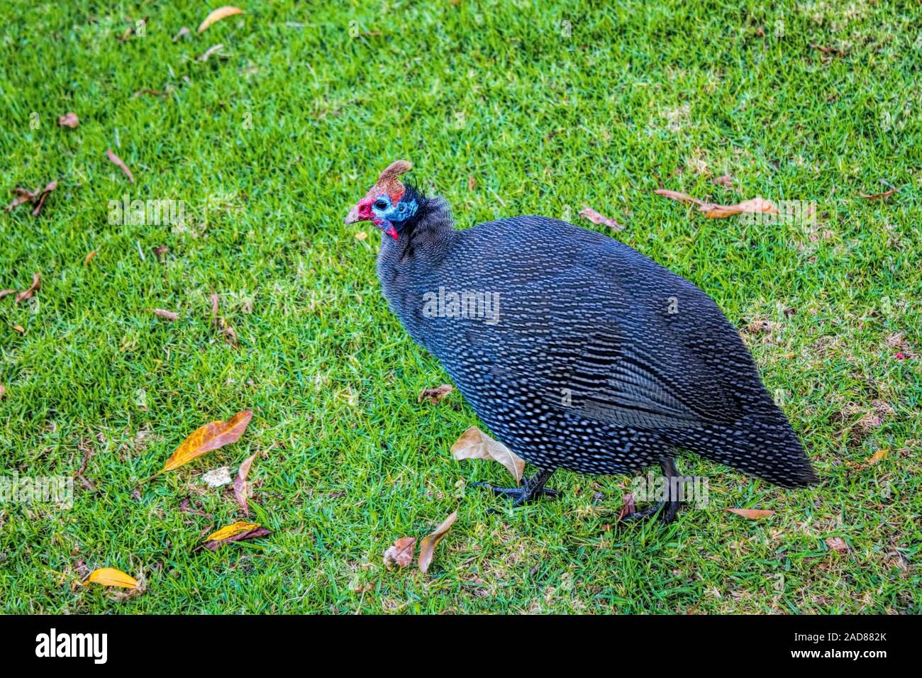 South Africa, Guinea Chicken Stock Photo - Alamy