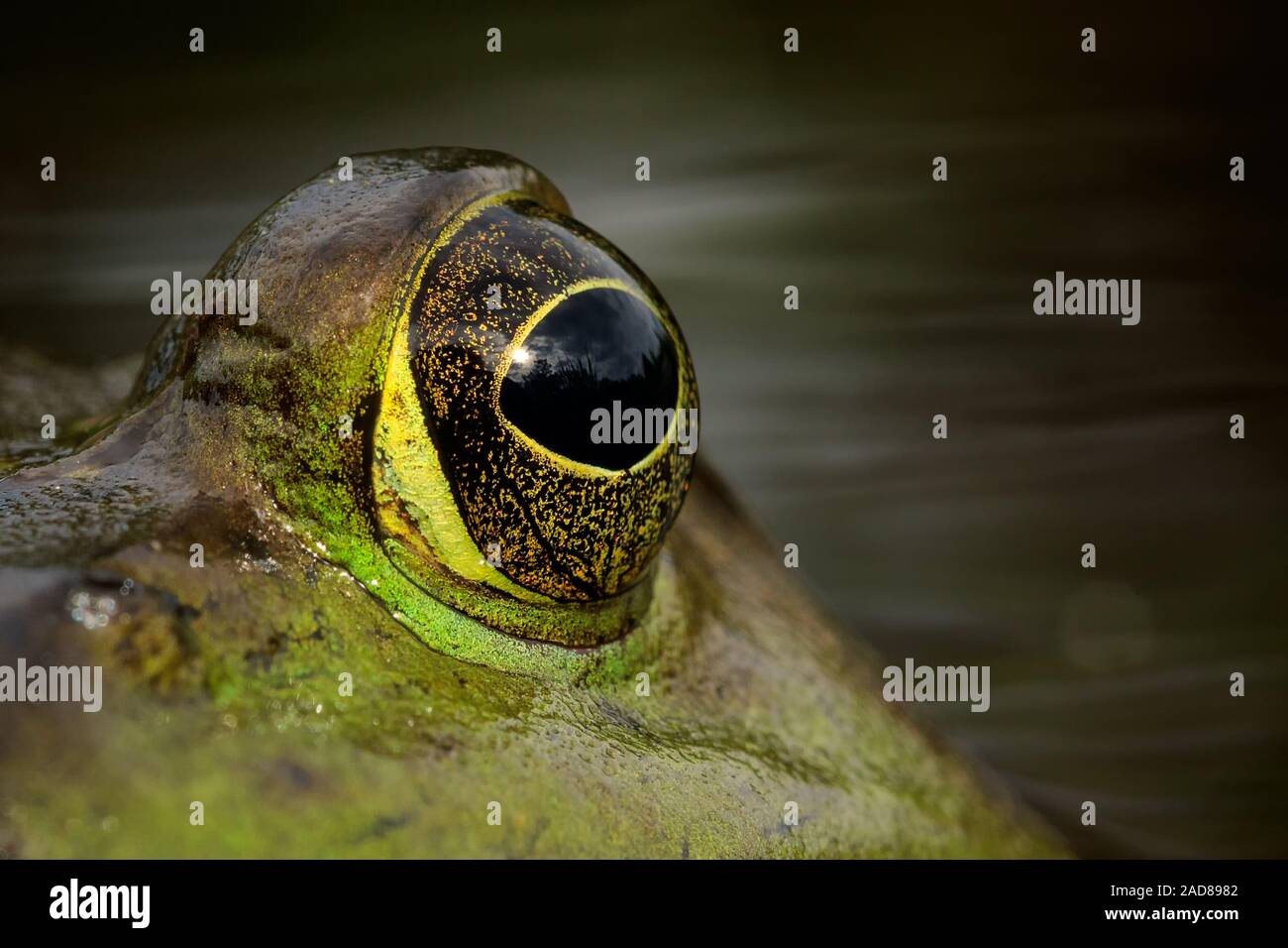 Bullfrog eye hi-res stock photography and images - Alamy