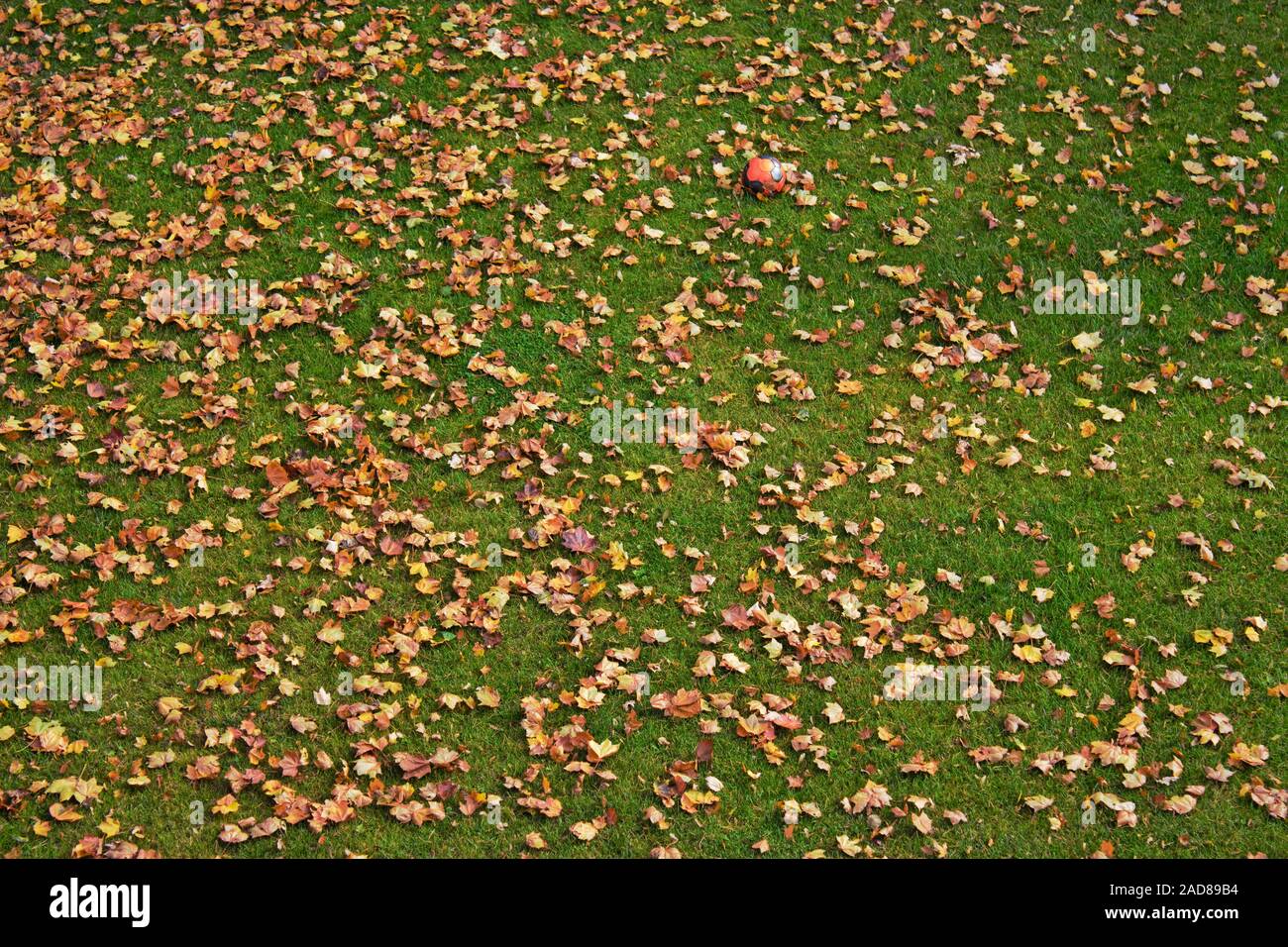 Autumn leaves with ball Stock Photo - Alamy