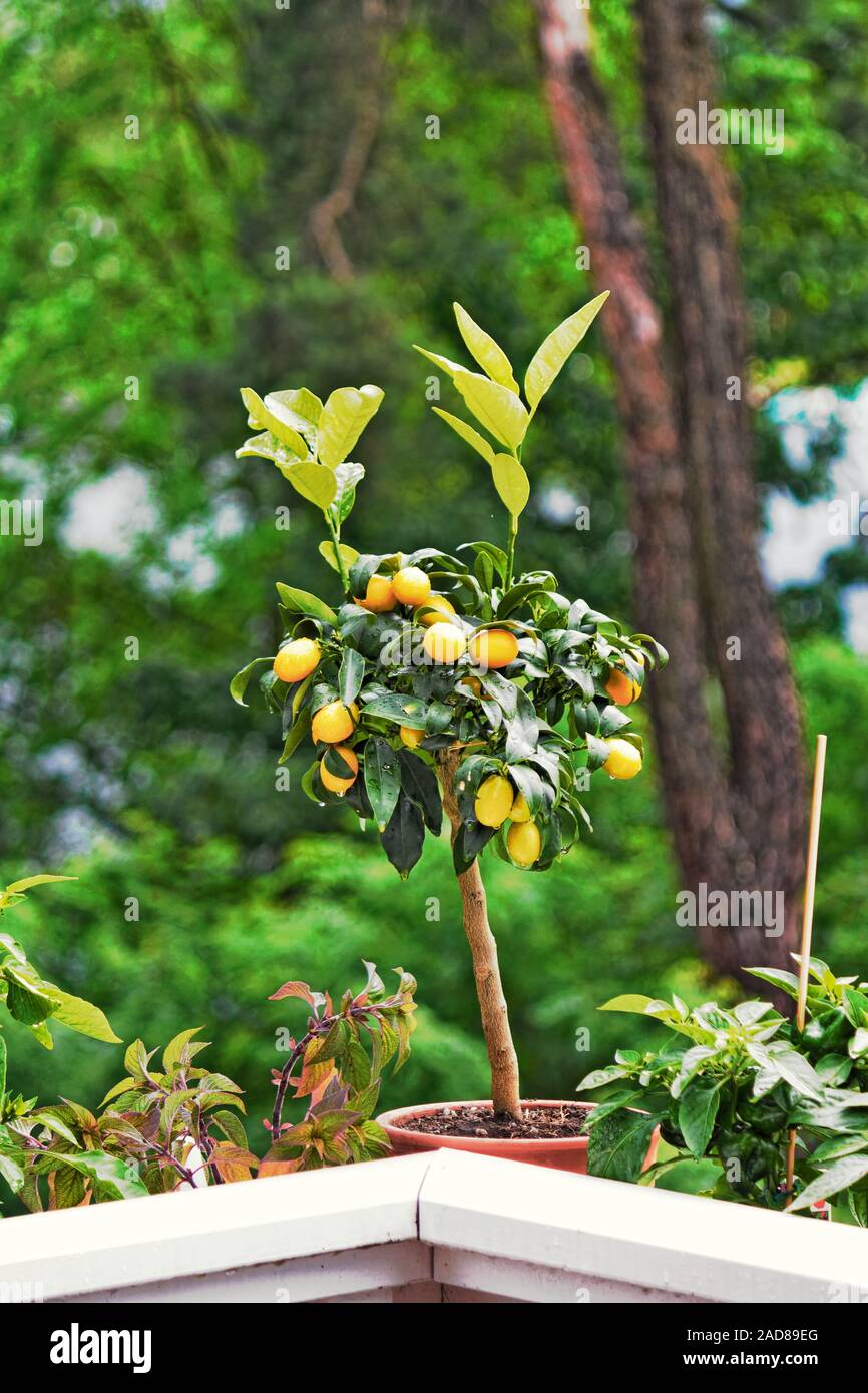little orange tree Stock Photo - Alamy