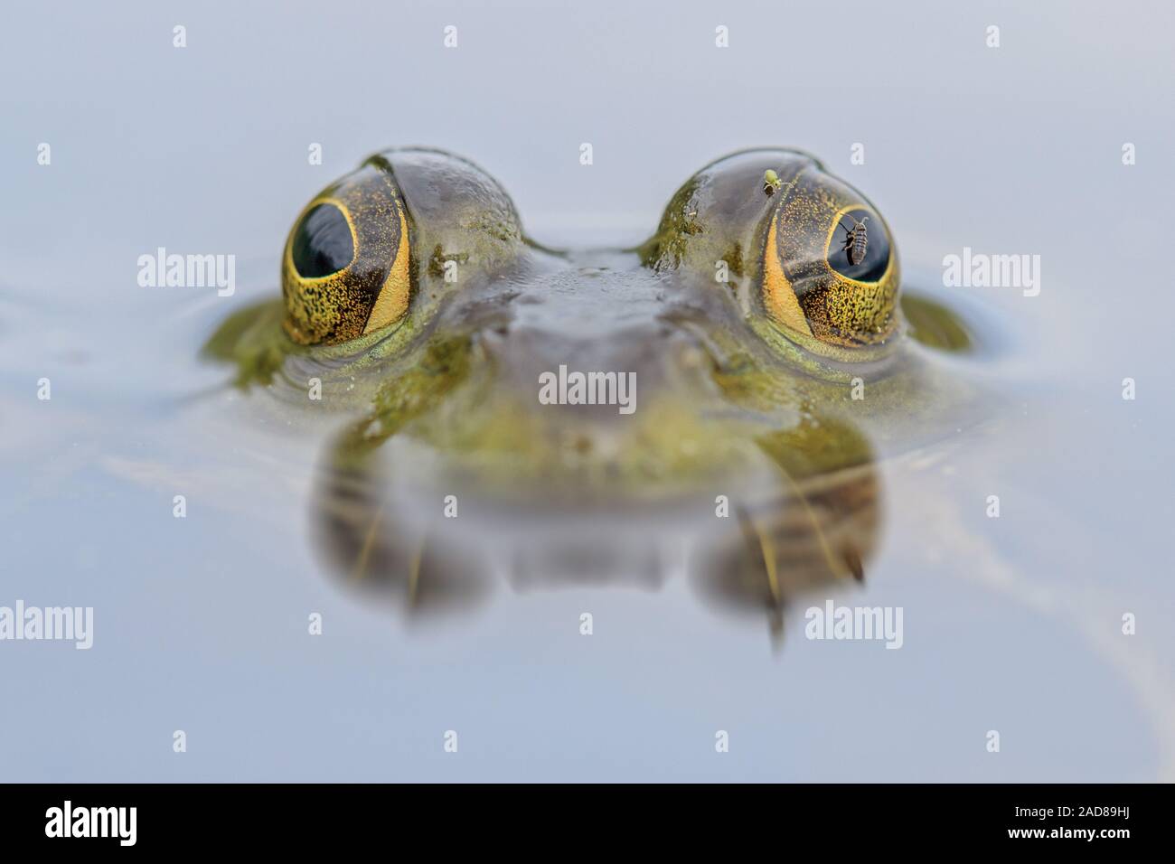 Amphibian parasites hi-res stock photography and images - Alamy