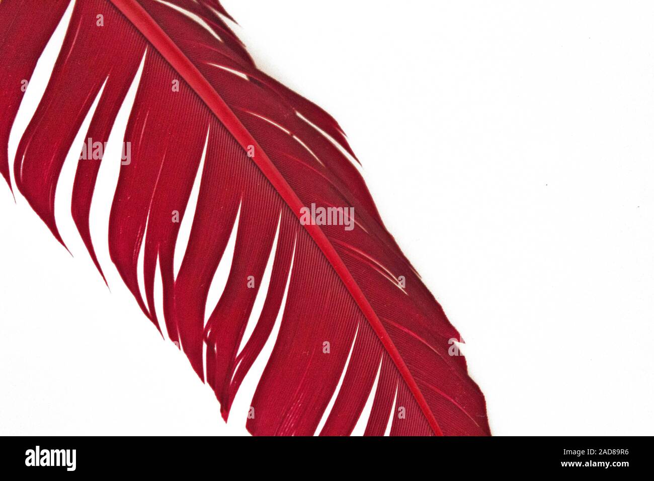 Feather cover hi-res stock photography and images - Alamy