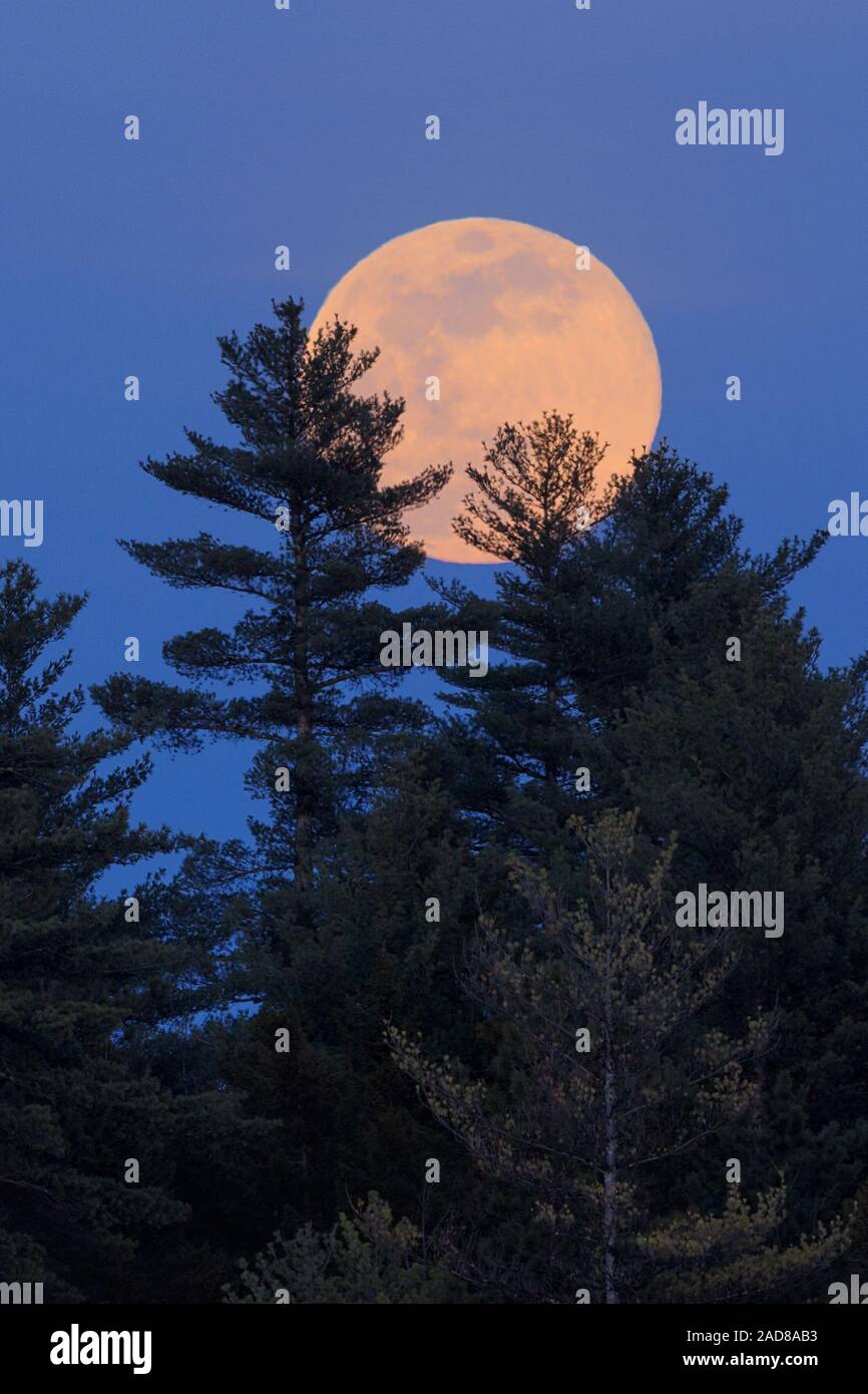 Full of trees hi-res stock photography and images - Alamy