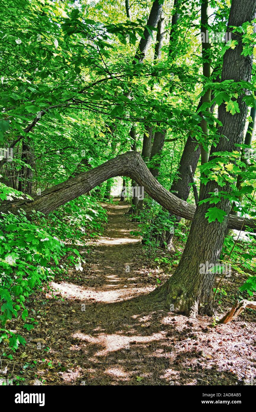 Forest trail in spring Stock Photo - Alamy