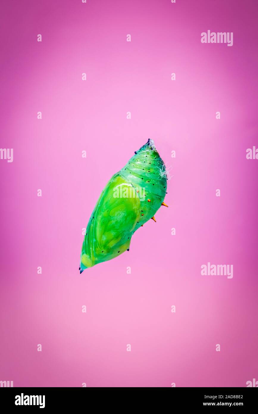 Pupa shell hi-res stock photography and images - Alamy