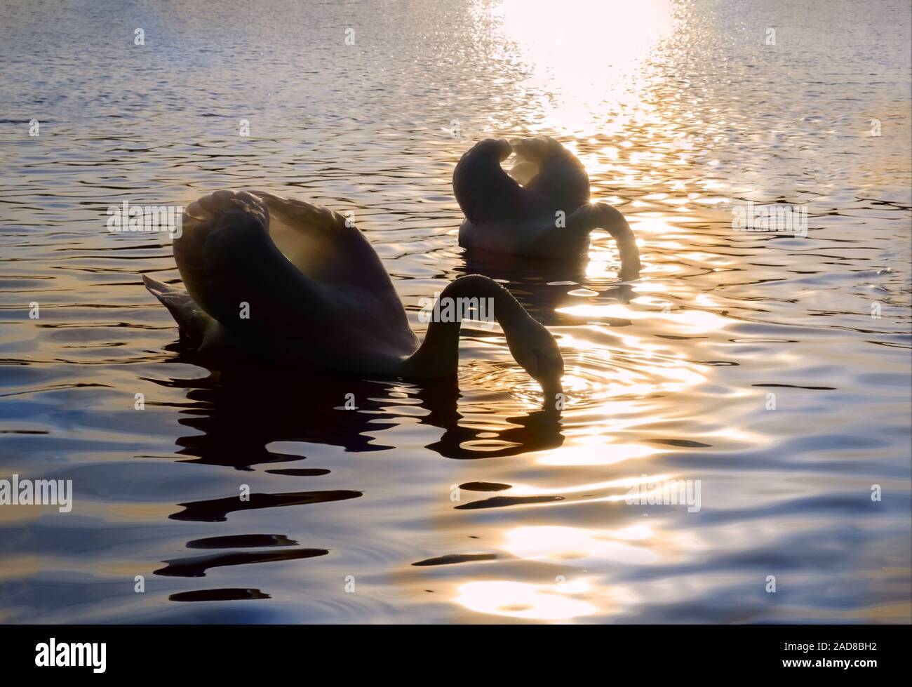 Dawn over swan river hi-res stock photography and images - Alamy