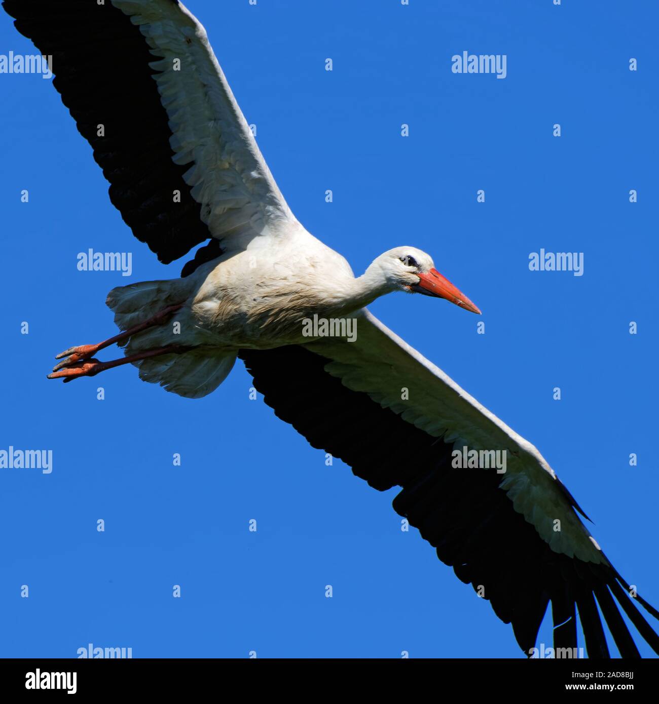white stork flying Stock Photo - Alamy