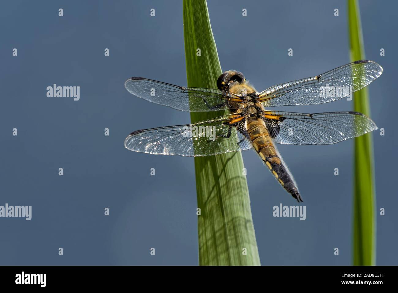 Four Spotted Spider High Resolution Stock Photography and Images - Alamy