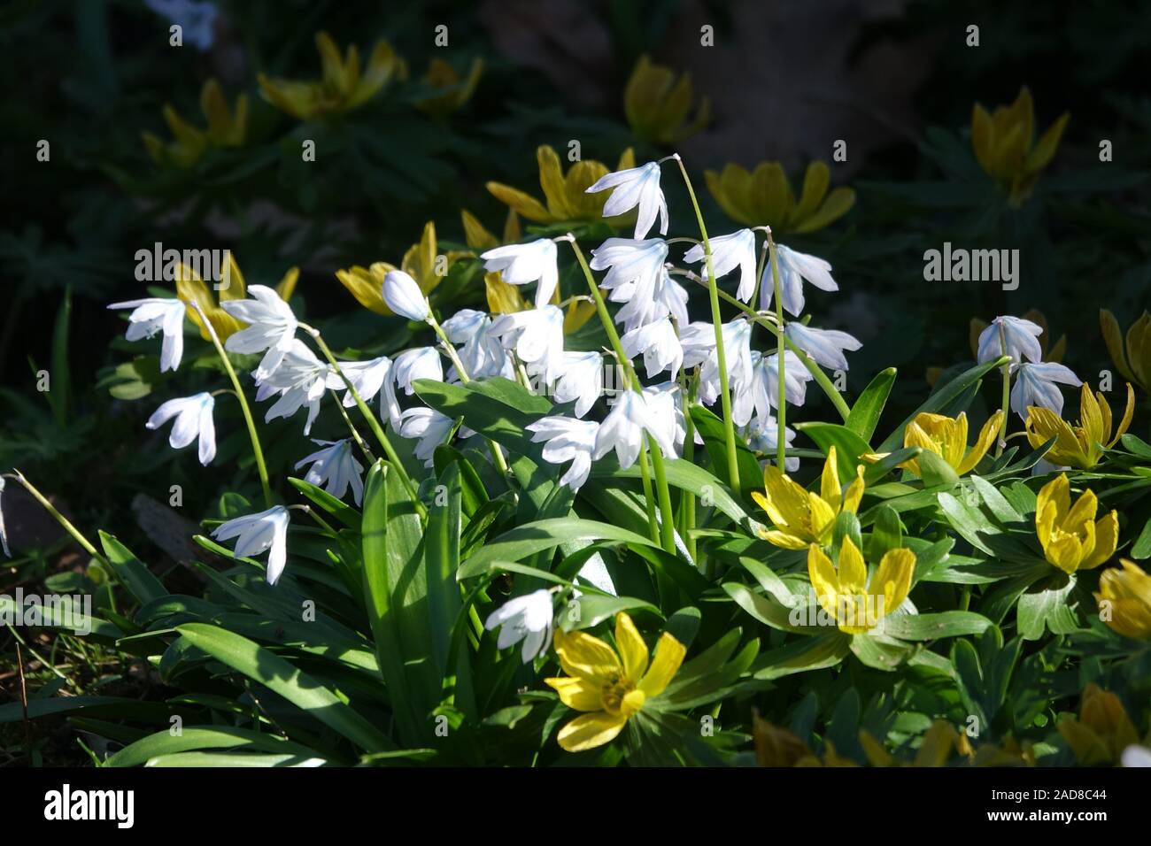 Scilla mischtschenkoana, Early squill Stock Photo - Alamy