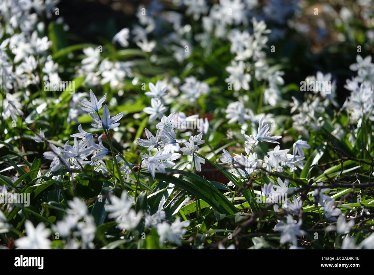 Scilla mischtschenkoana, Early squill Stock Photo - Alamy