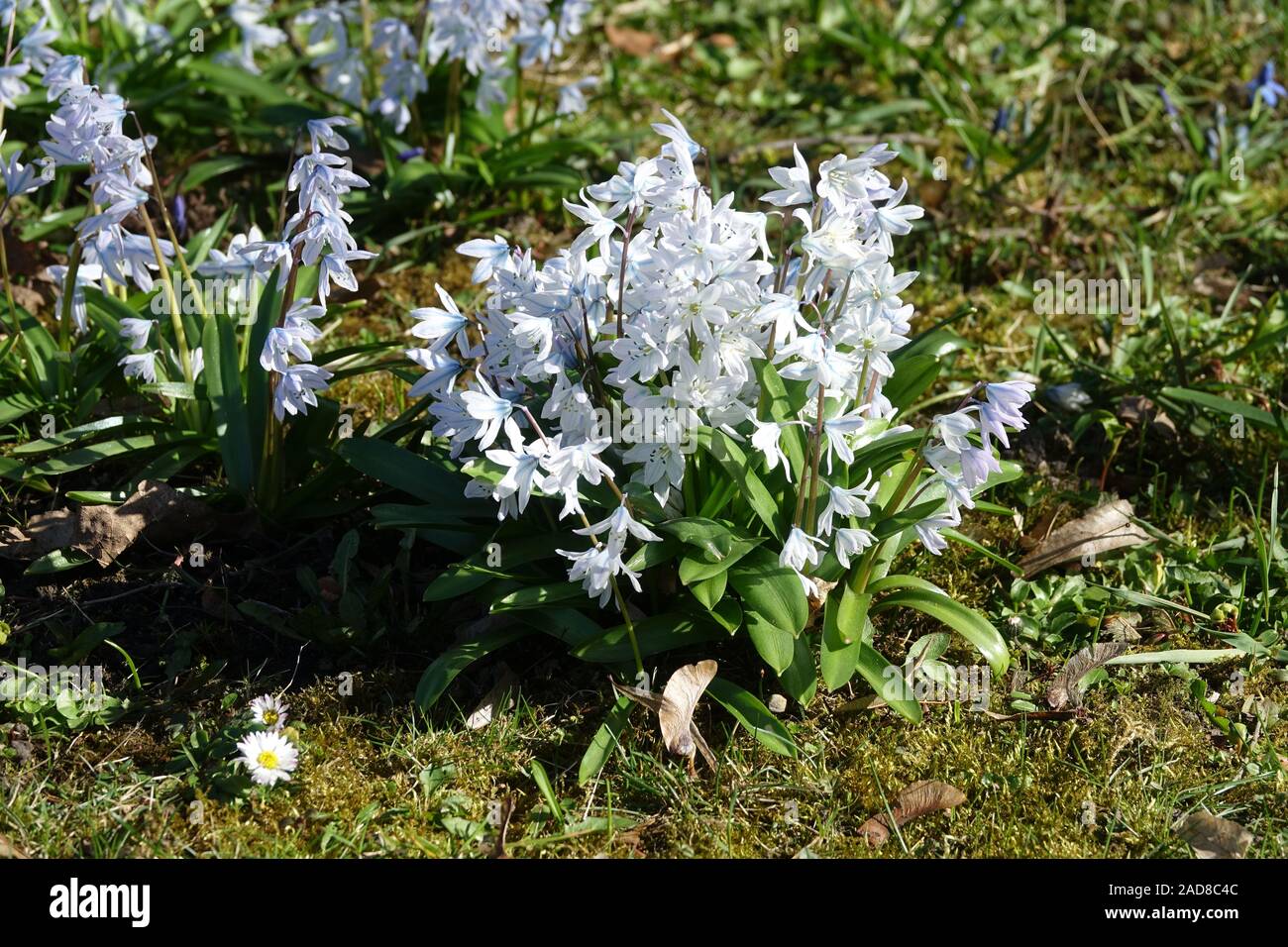 White Squill Scilla High Resolution Stock Photography and Images - Alamy