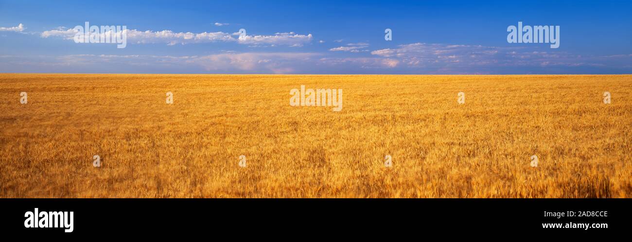 Landscape with wheat field, Colorado, USA Stock Photo - Alamy