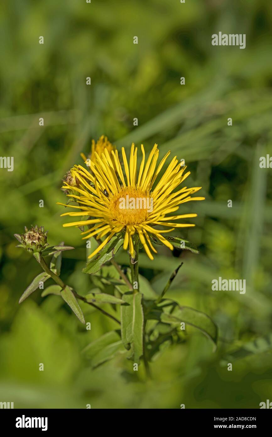 Inula salicina hi-res stock photography and images - Alamy