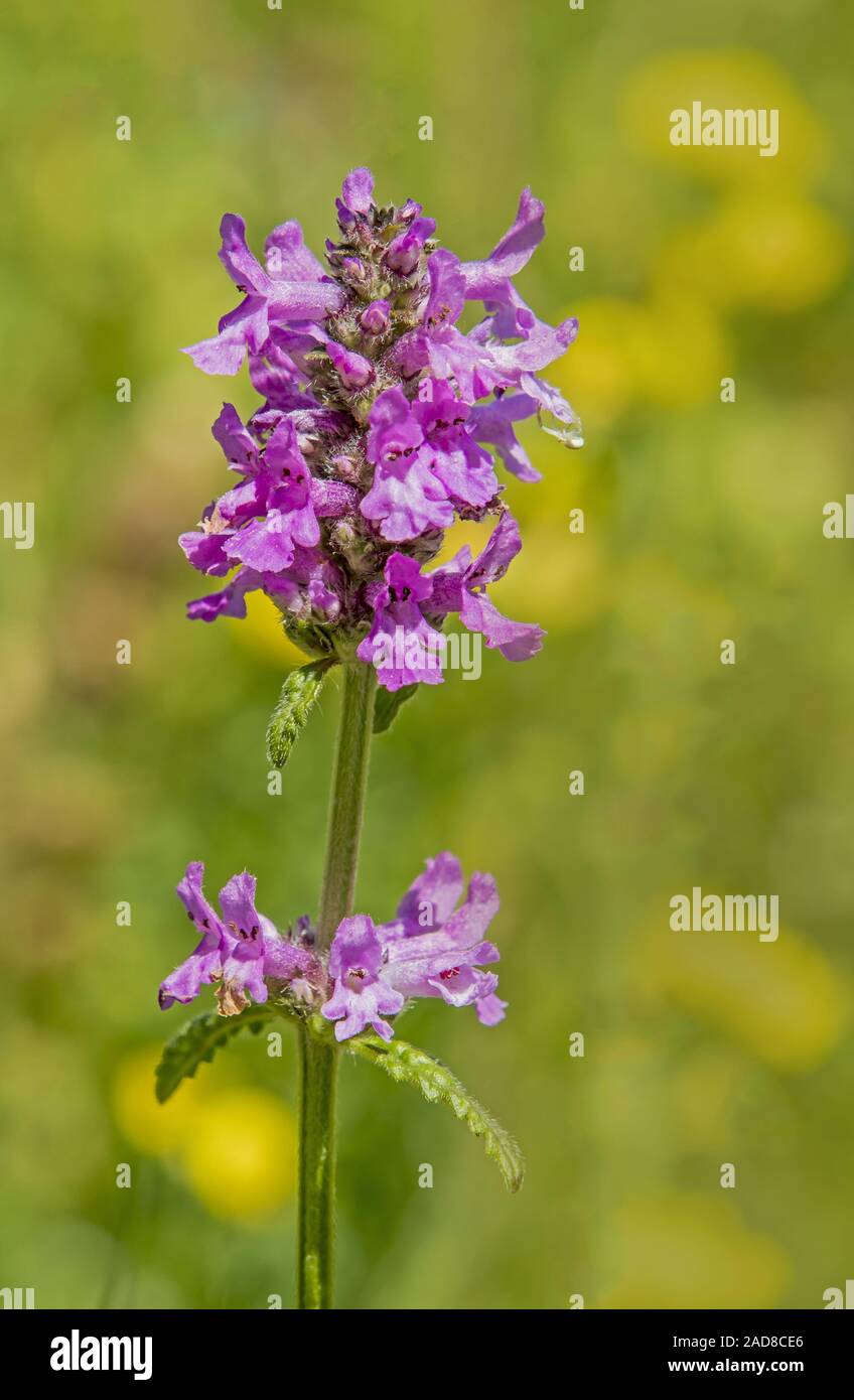 Medicinal plant betonica officinalis hi-res stock photography and ...