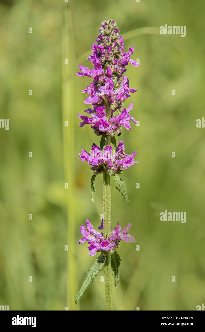 Stachys officinal hi-res stock photography and images - Alamy