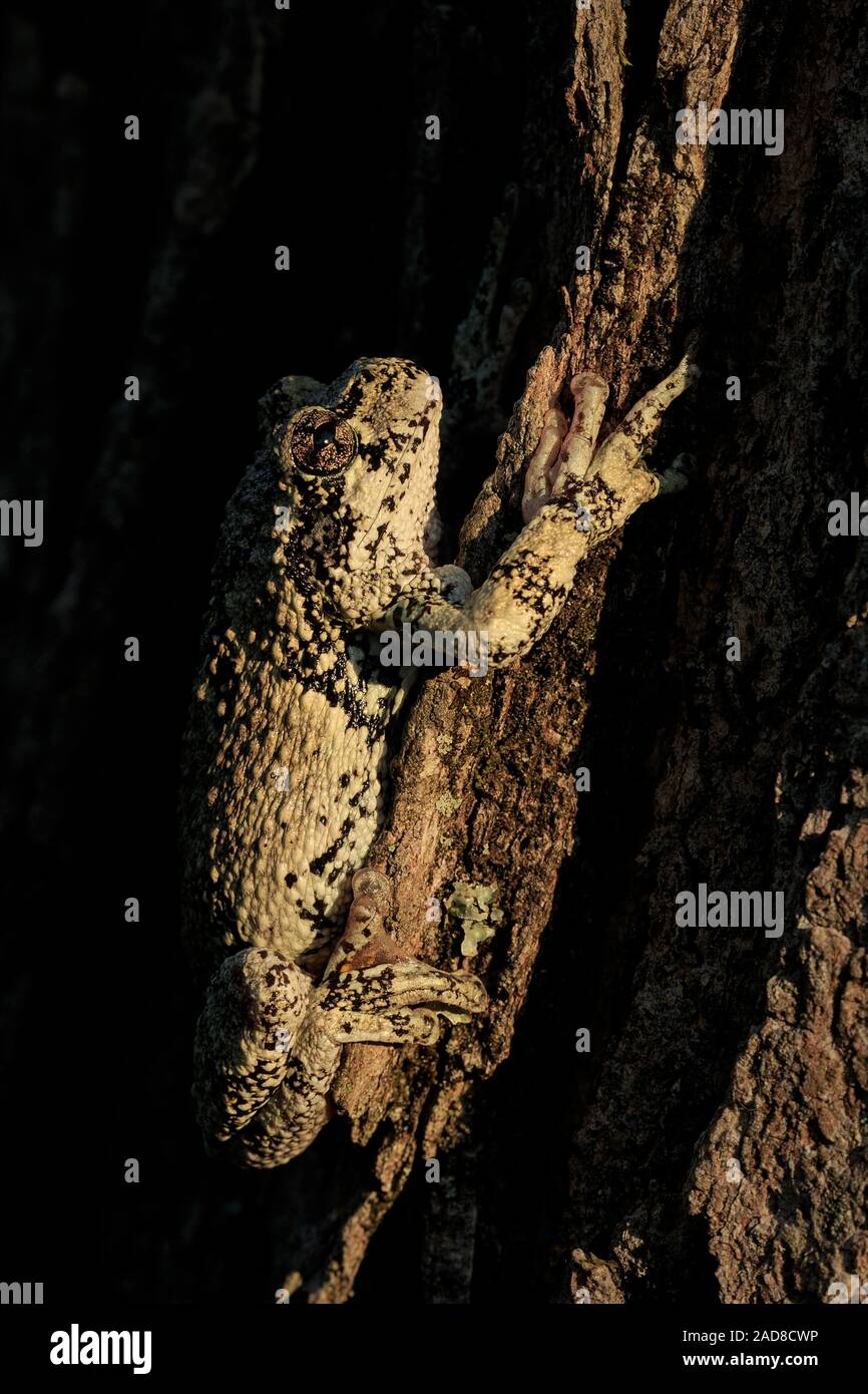 A Gray Tree Frog in early morning light Stock Photo - Alamy