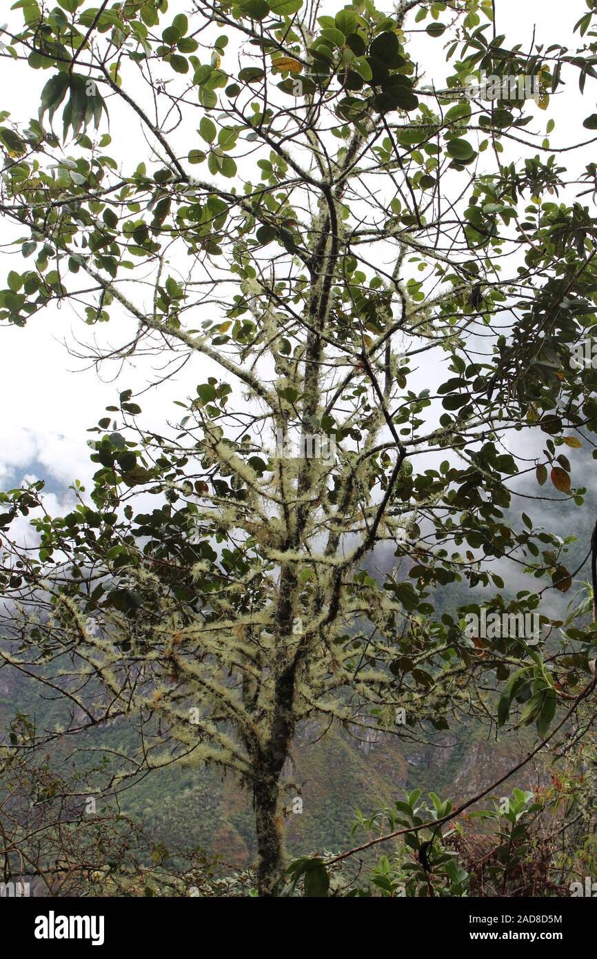 A moss covered tree in the Andes mountains, Machupichhu District, Peru ...