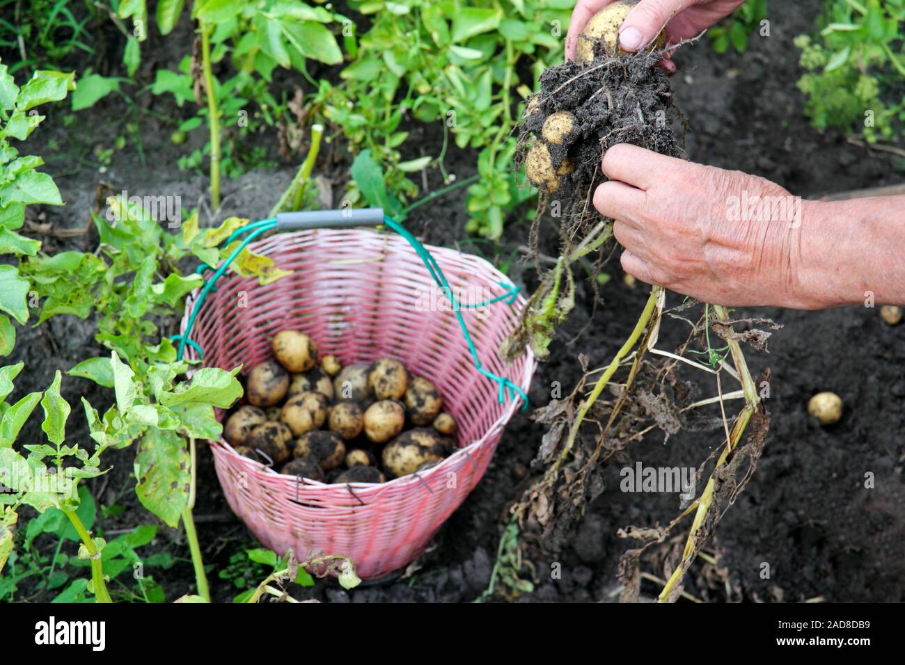 Potato crop hi-res stock photography and images - Alamy