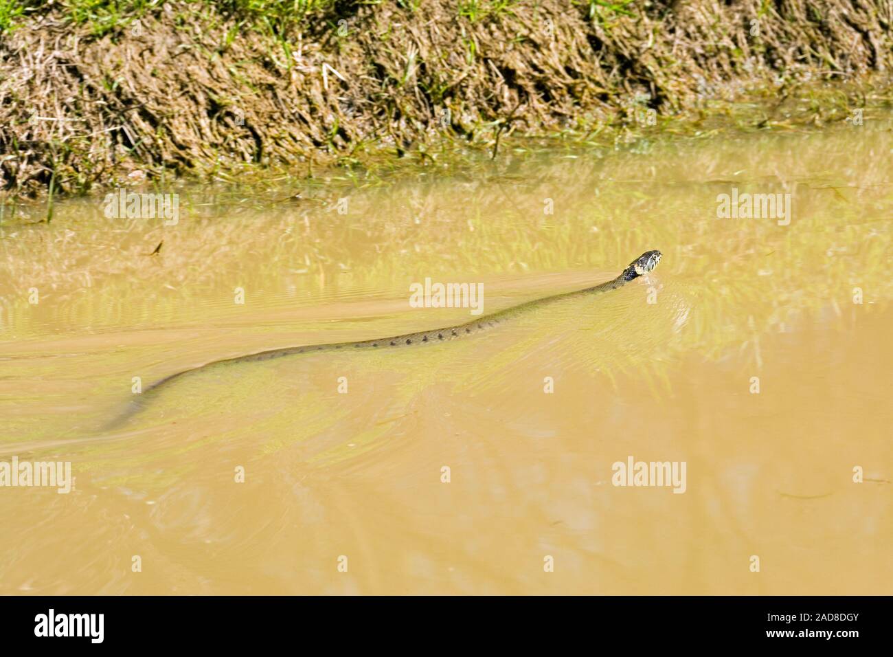 GRASS SNAKE (Natrix natrix). Swimming alongside the bank of a drainage ...