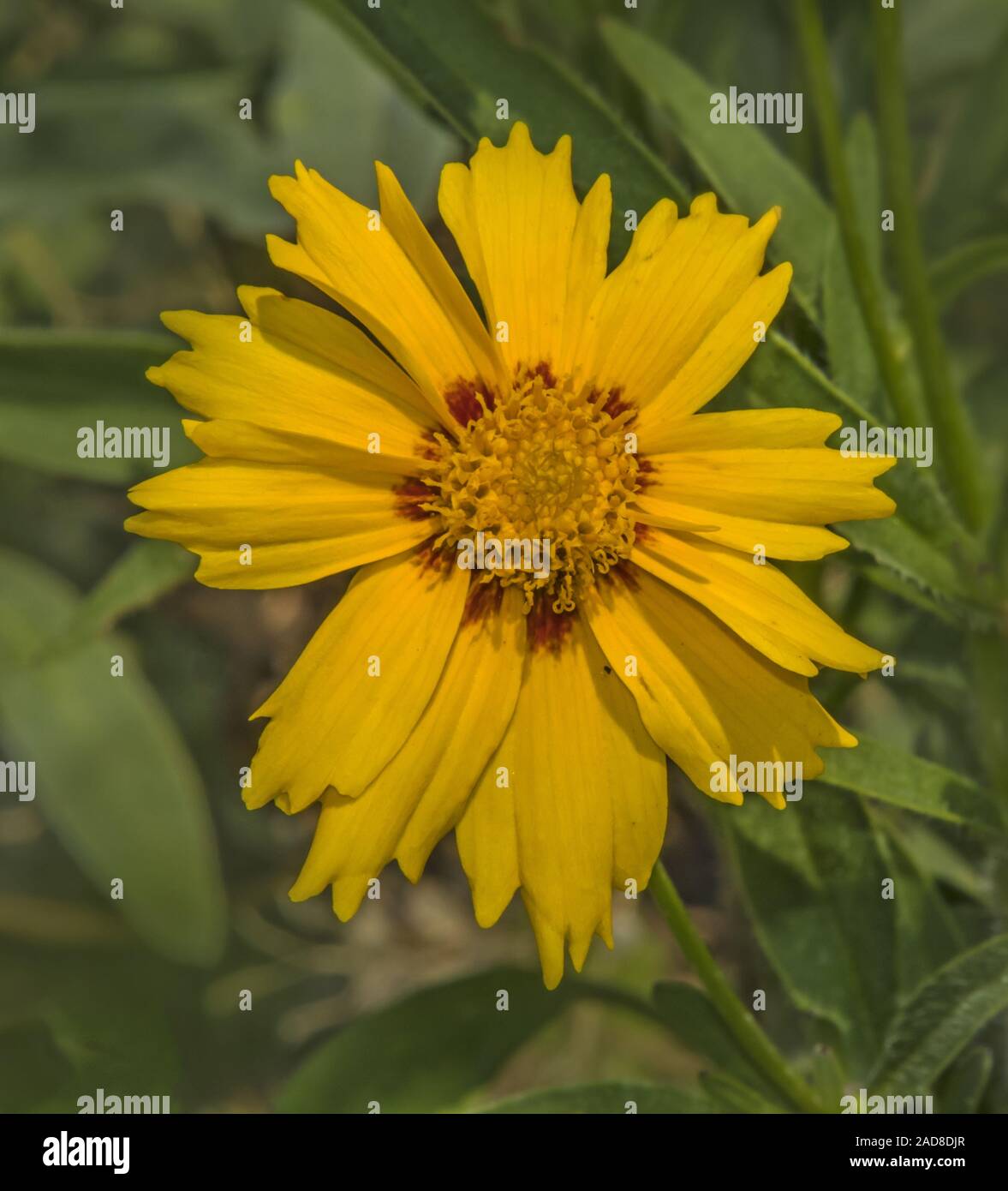 Tickseed blooms hi-res stock photography and images - Alamy