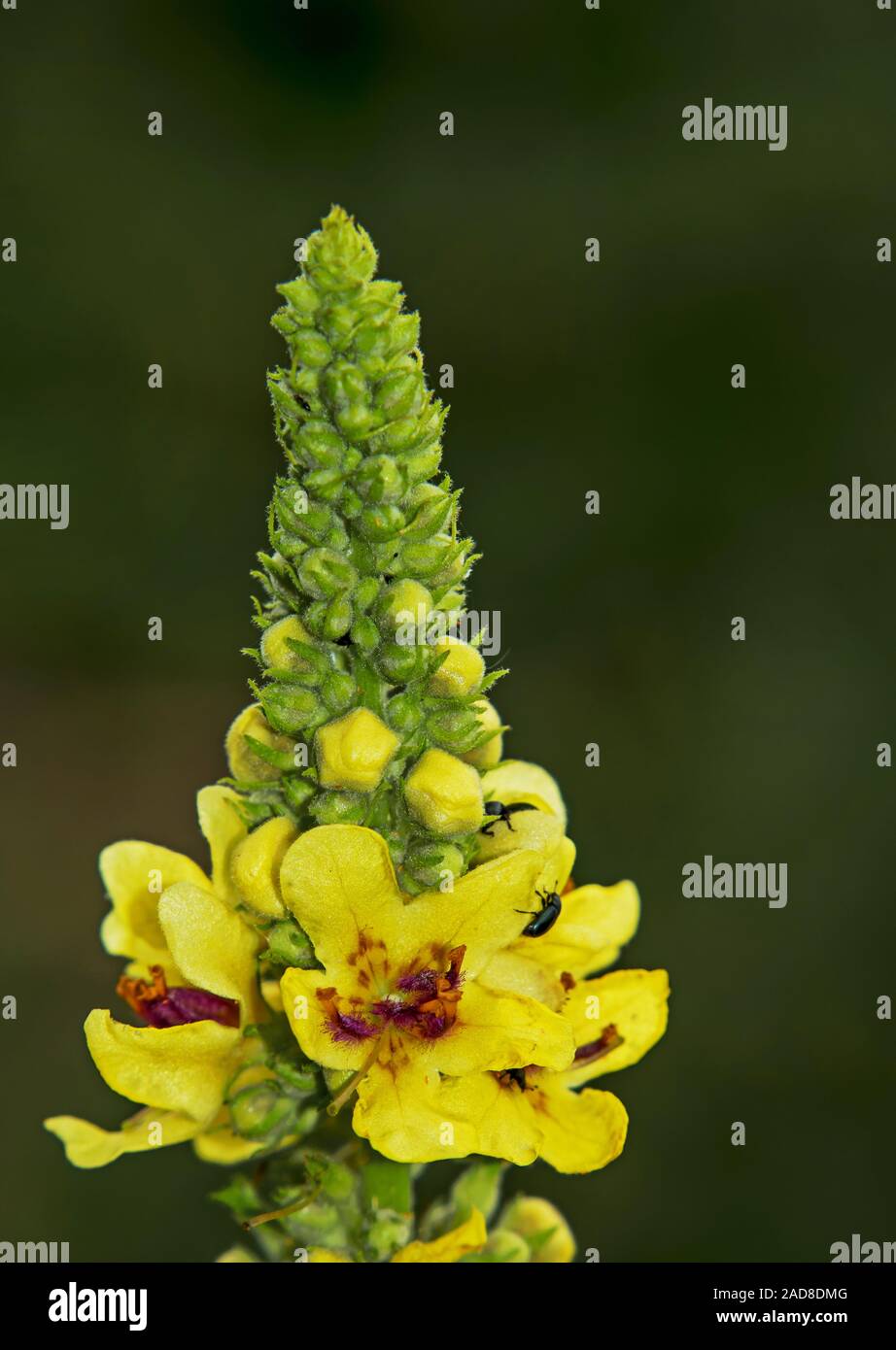 Dark mullein 'Verbascum nigrum' Stock Photo - Alamy