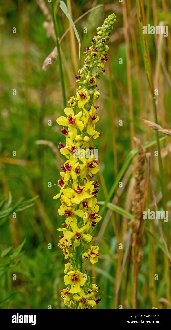 Dark mullein 'Verbascum nigrum' Stock Photo - Alamy