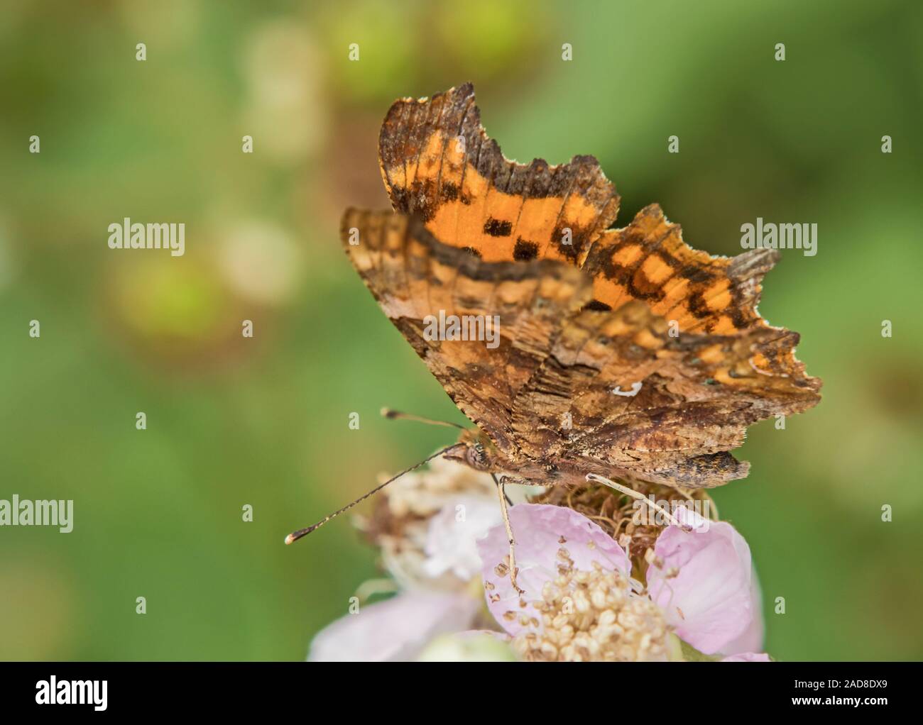 Comma butterfly 'Polygonia c-album' Stock Photo - Alamy
