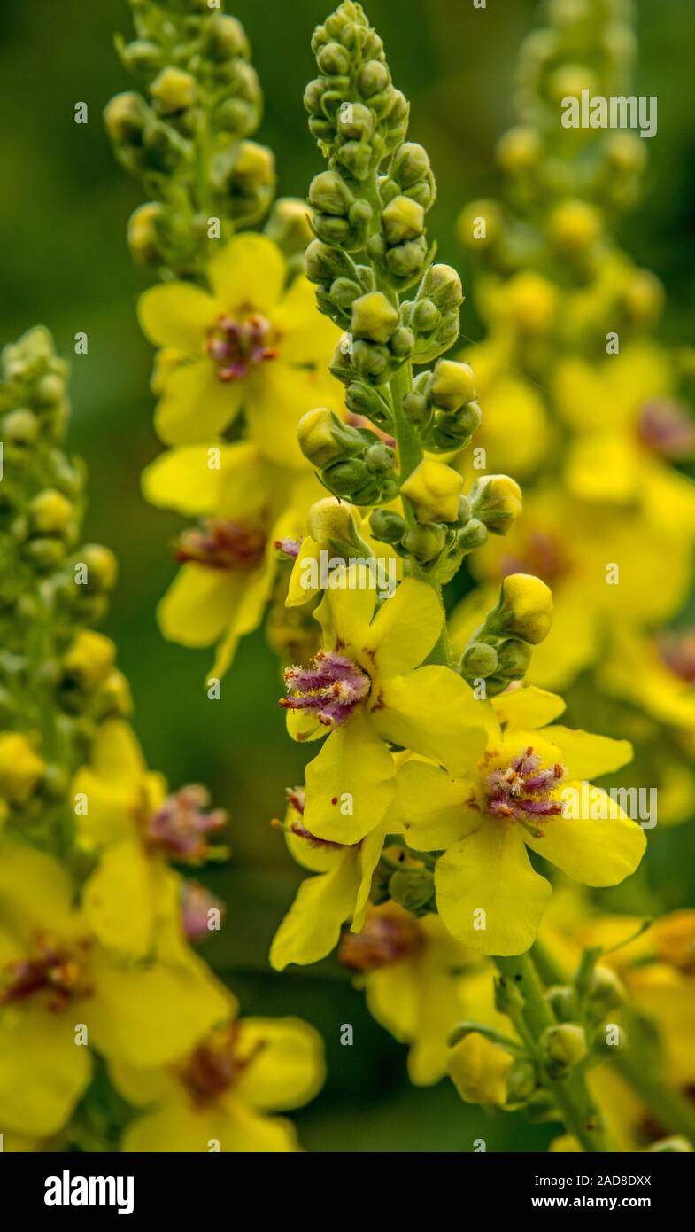Dark mullein 'Verbascum nigrum' Stock Photo - Alamy