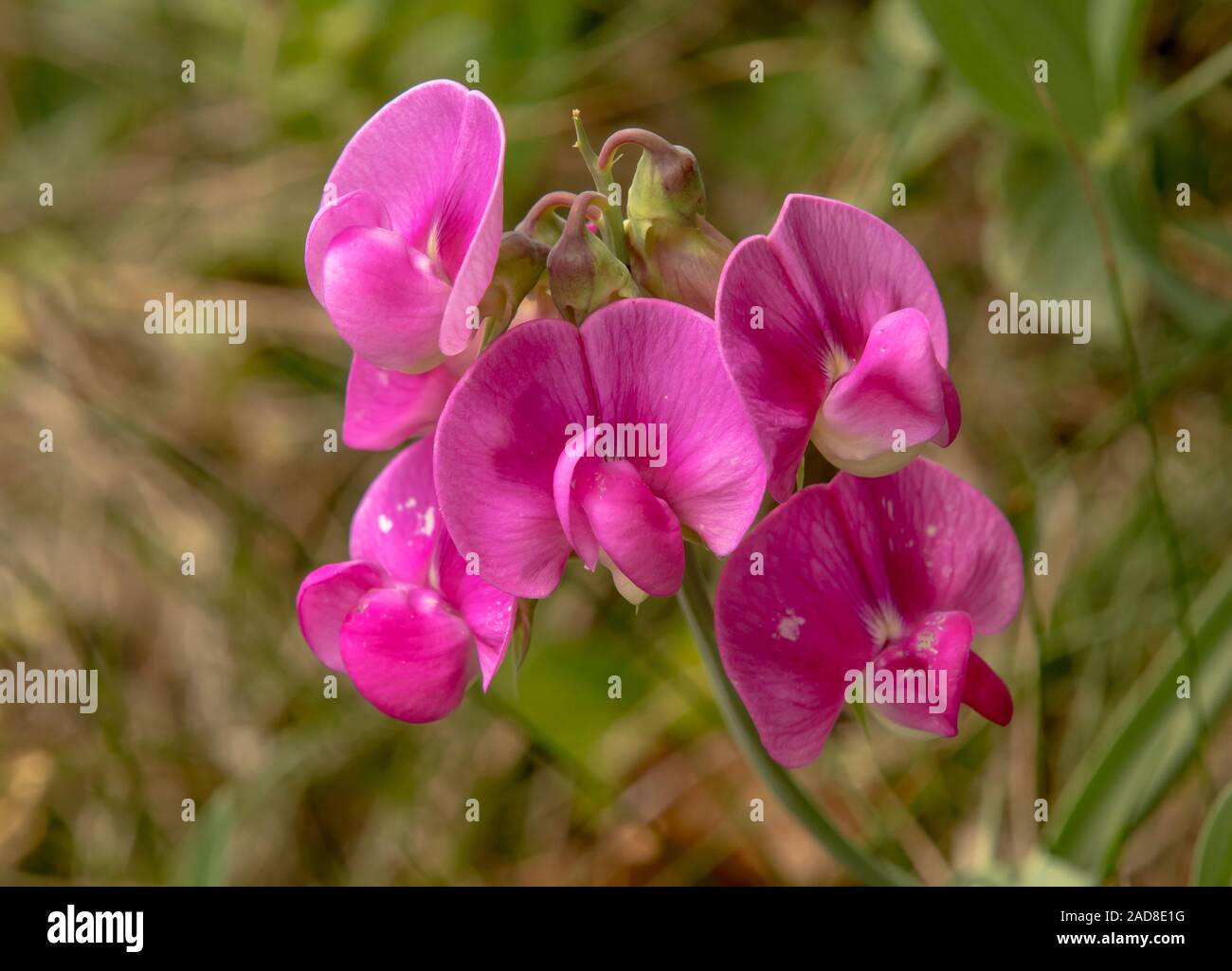 Vetchling 'Lathyrus spec.' Stock Photo - Alamy