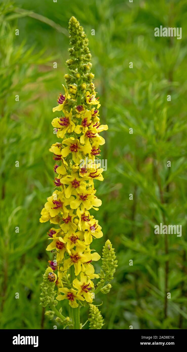 Dark mullein 'Verbascum nigrum' Stock Photo - Alamy
