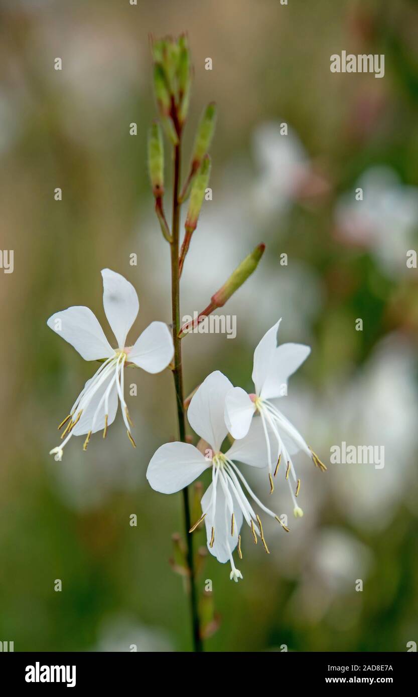 White gaura'Gaura lindheimeri' Stock Photo - Alamy