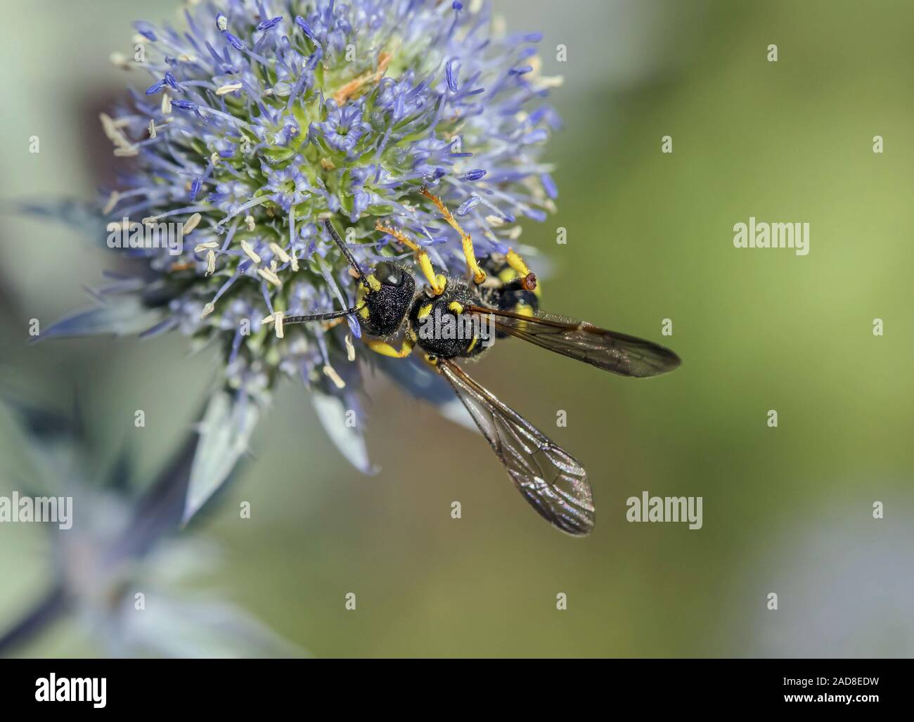 Ornate tailed digger wasp 'Cerceris rybiensis' Stock Photo - Alamy