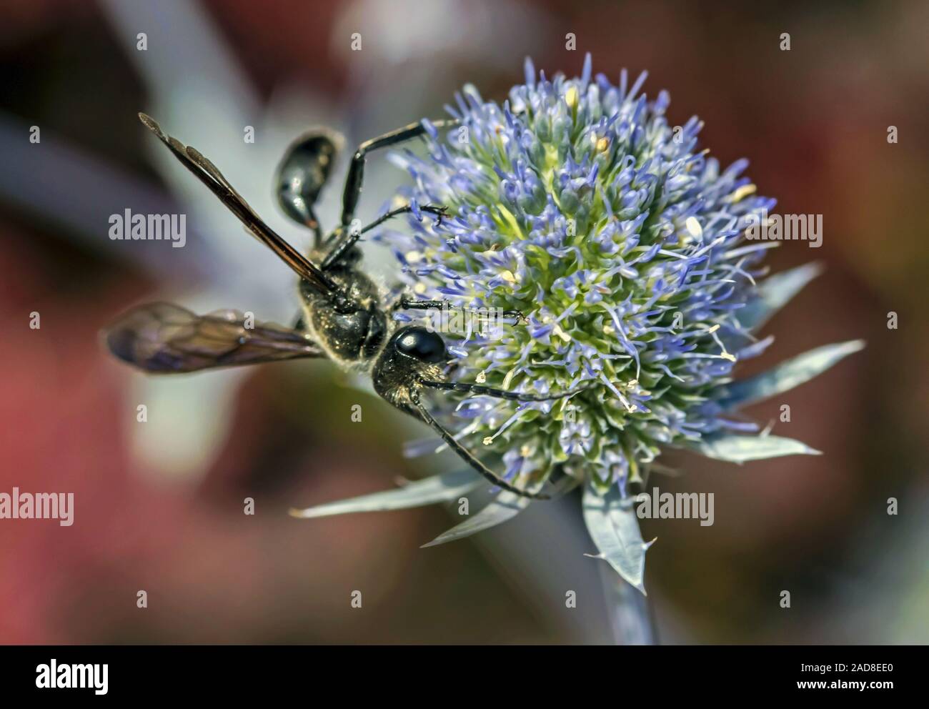 Grass-carrying wasp 'Isodontia mexicana' Stock Photo - Alamy