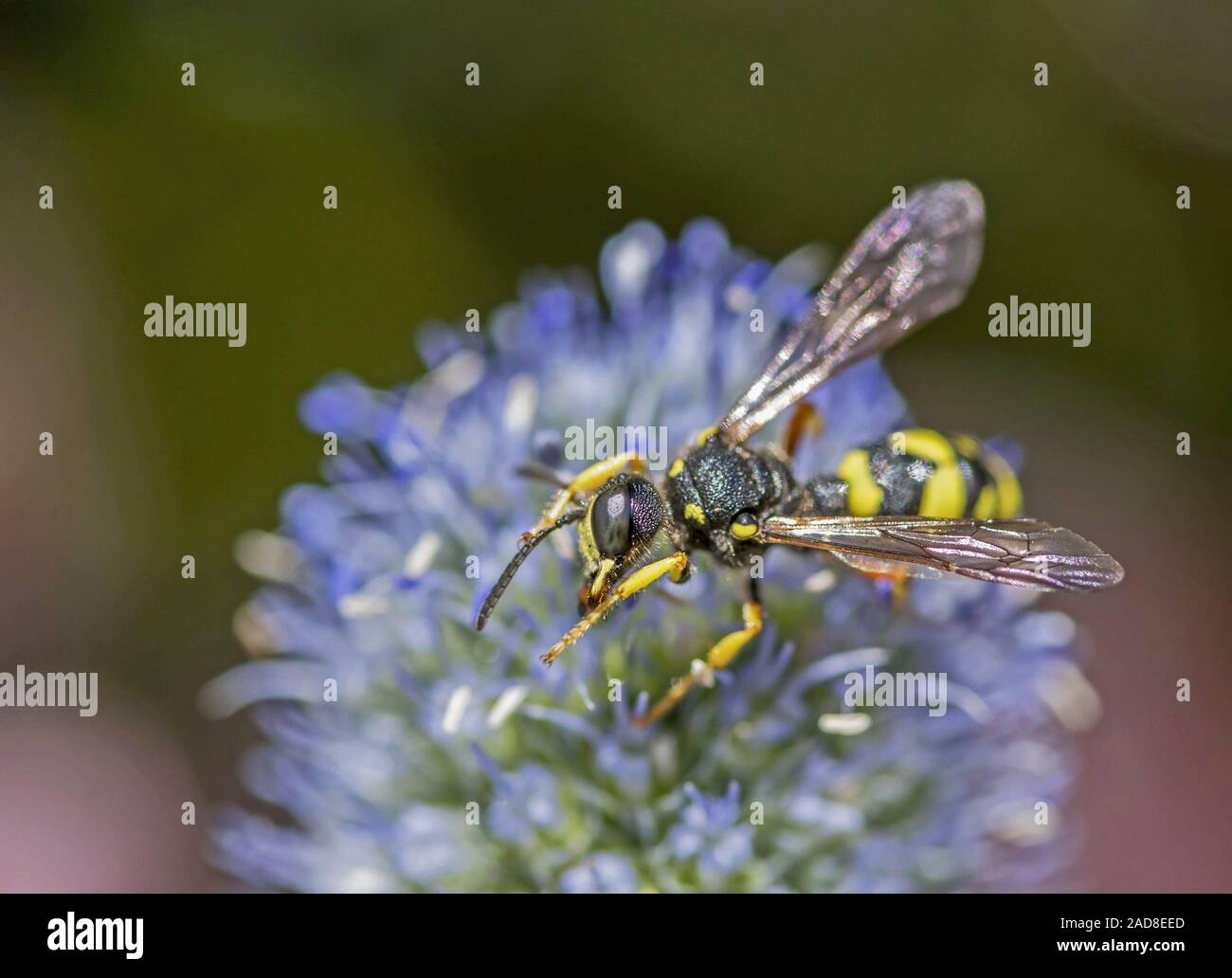 Ornate tailed digger wasp 'Cerceris rybiensis' Stock Photo - Alamy